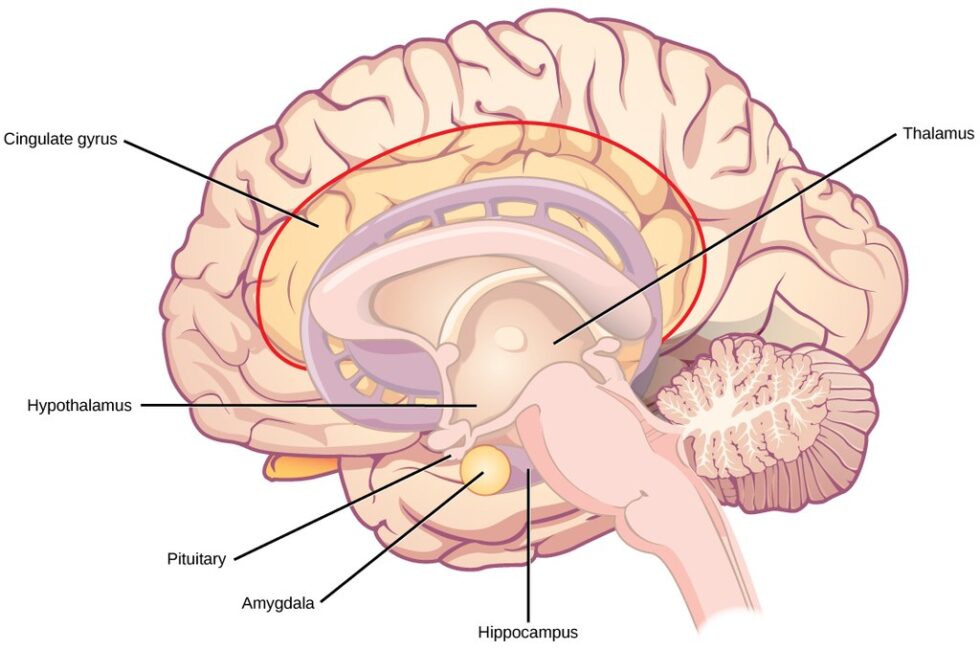 What Does 'Amygdala' Mean? - Amygdala